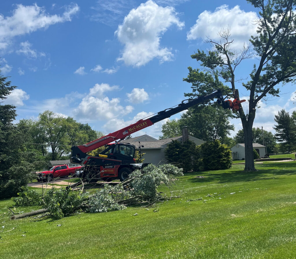 Tree trimming & removal, stump grinding, lot clearing | McCauley Tree ...
